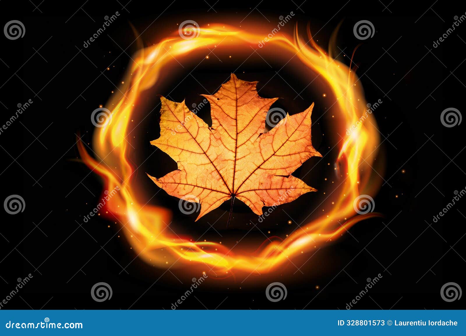 Autumn Closeup Single Maple Leaf Stock Image - Image of abstract ...
