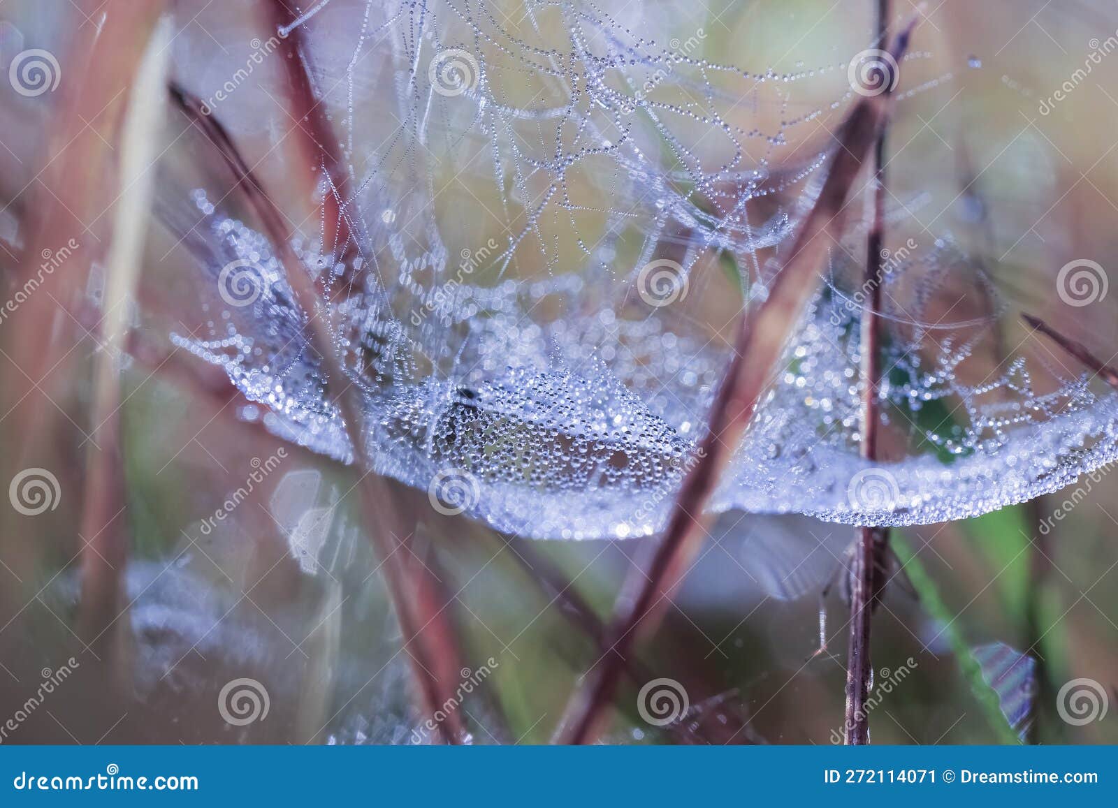 Autumn cobweb on the grass stock image. Image of environment - 272114071
