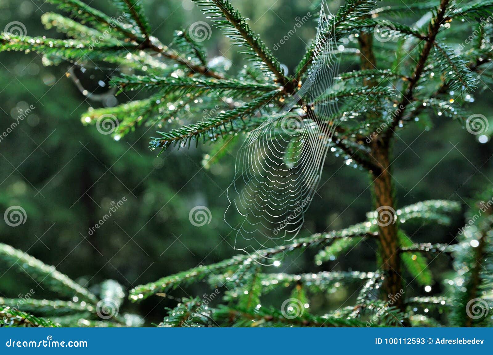 Autumn Cobwebs in Green Forest Stock Image - Image of thread, morning ...