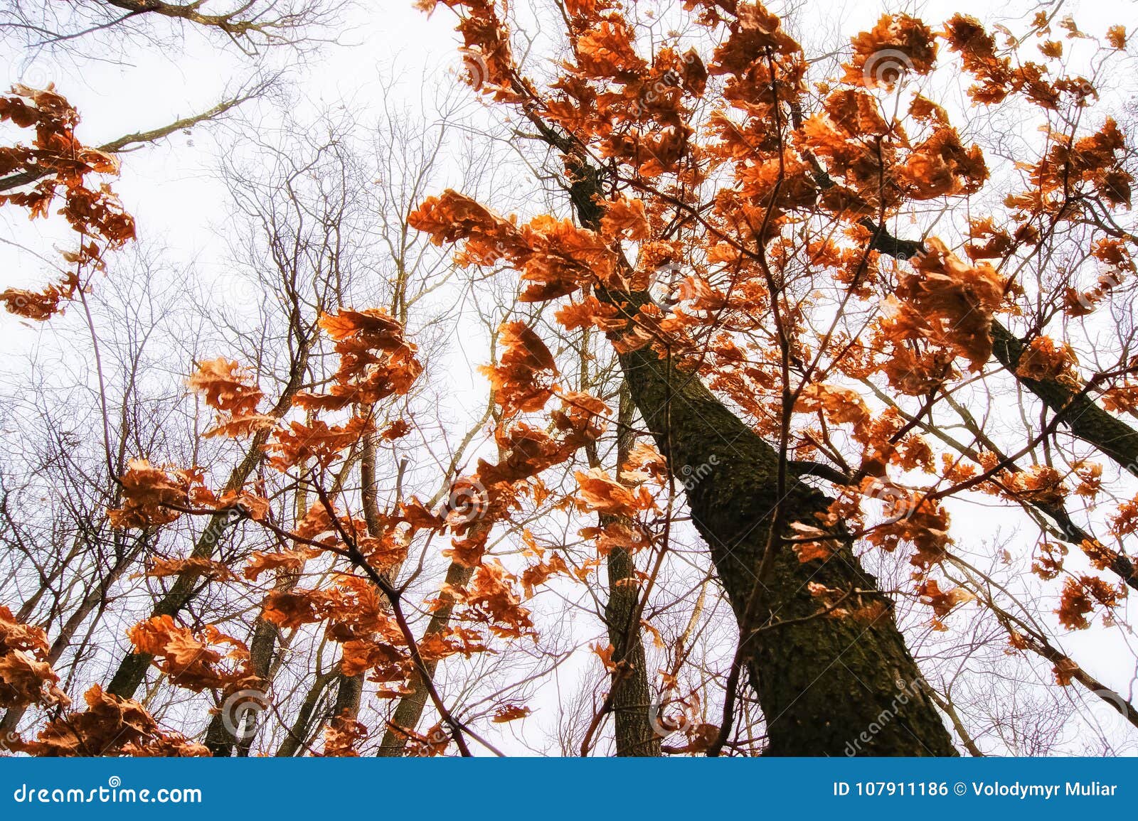 Autumn Cold Day, the Wind Swaying Leaves in the Trees_ Stock Photo ...