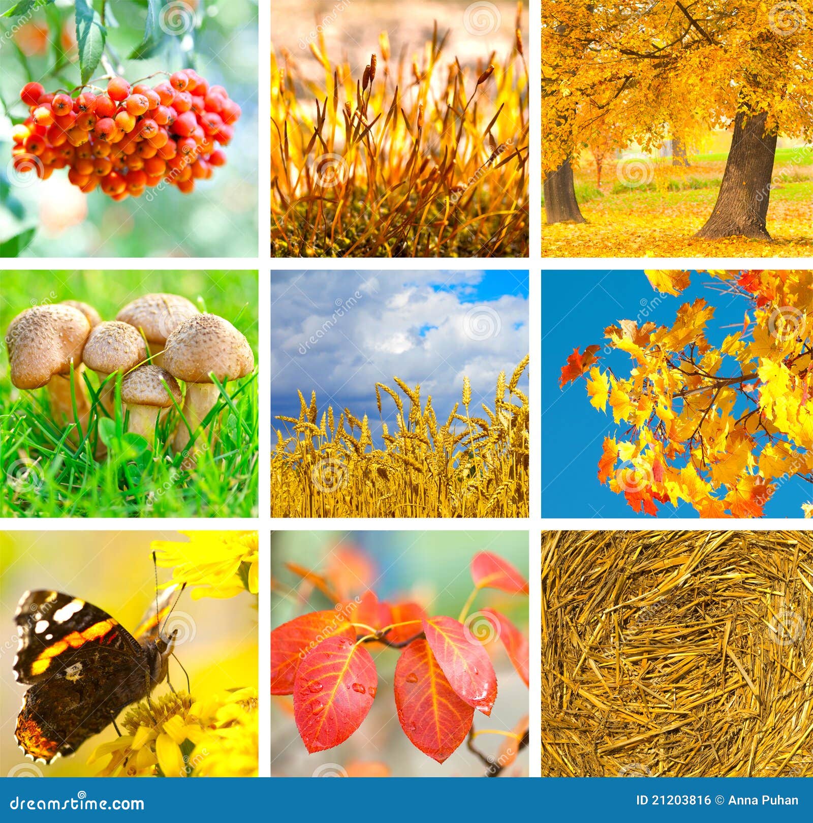 Autumn collage stock photo. Image of field, food, leaves - 21203816