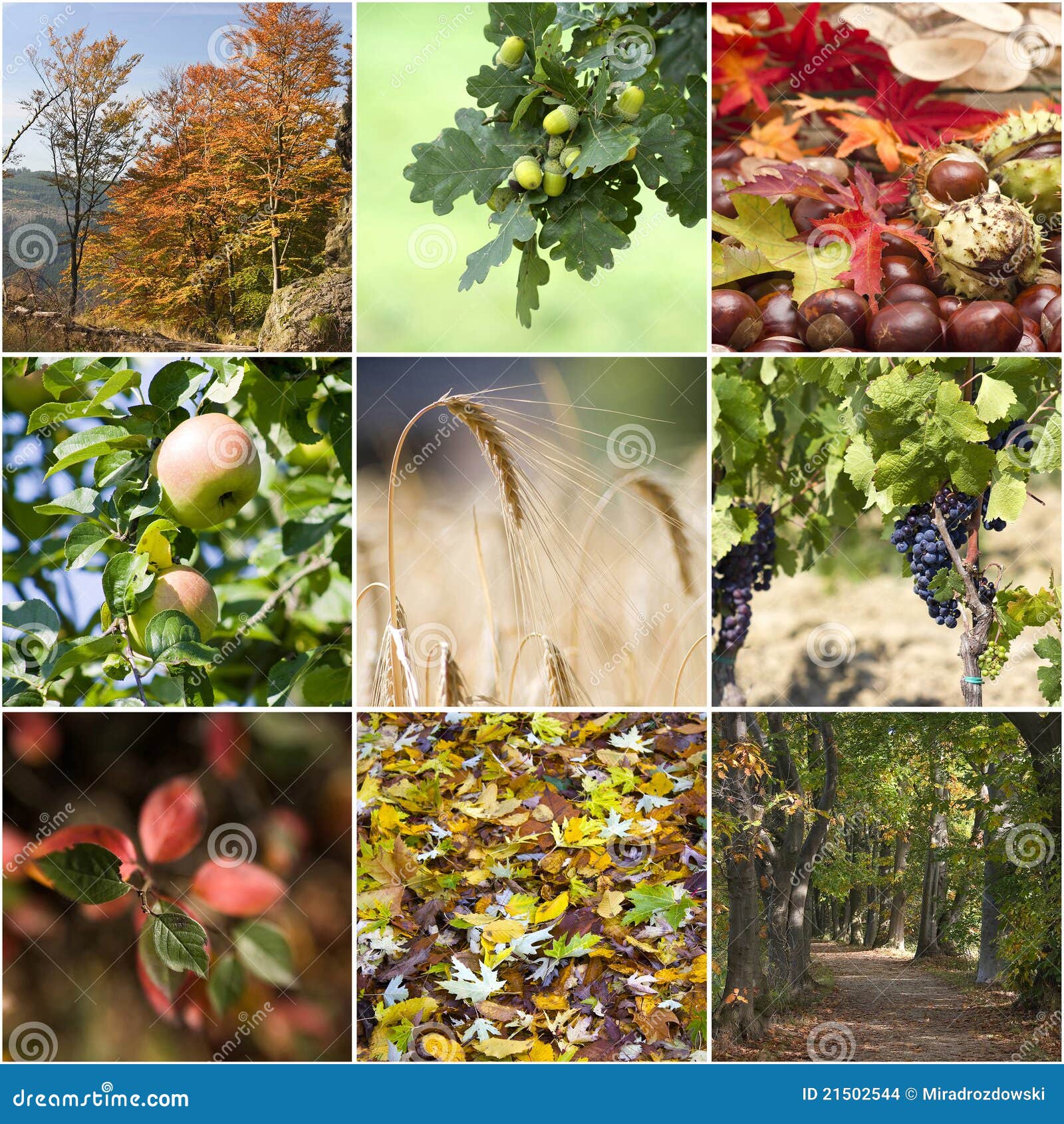 Autumn collage stock photo. Image of leaves, forest, festivals - 21502544