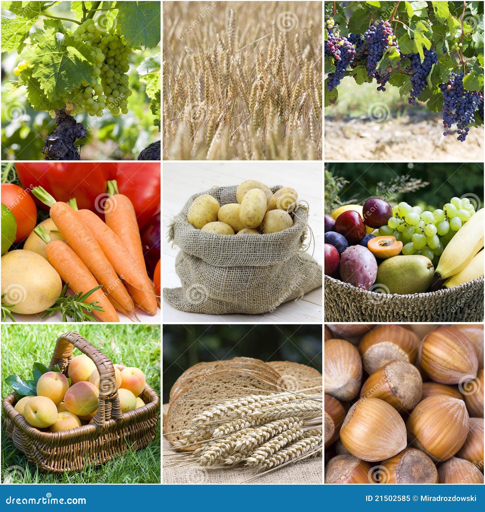 Autumn collage stock image. Image of grape, pepper, scenery - 21502585