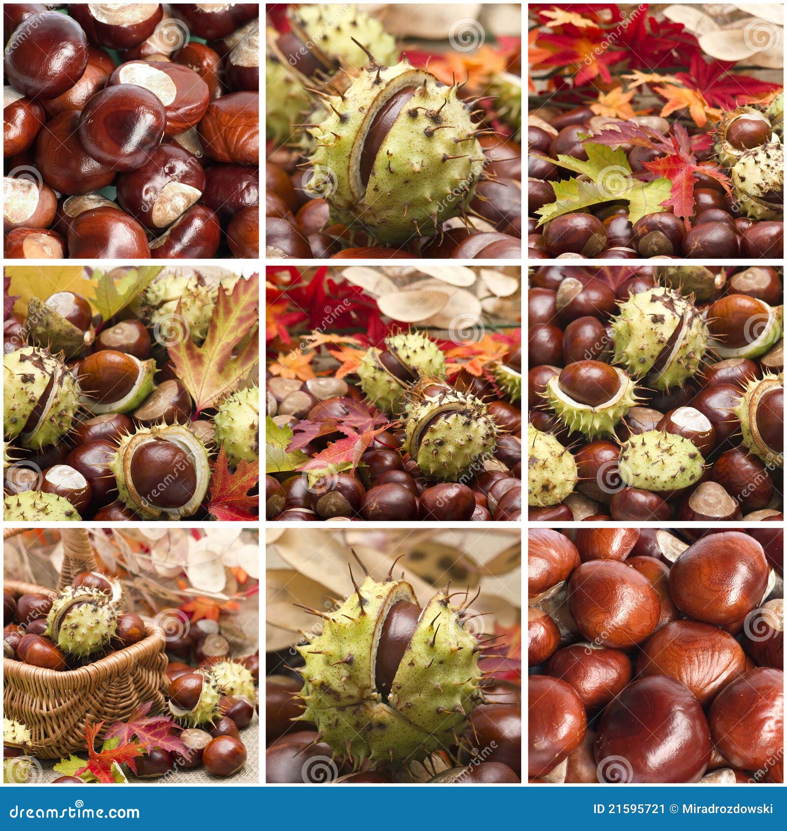 Autumn collage stock image. Image of open, prickle, collection - 21595721