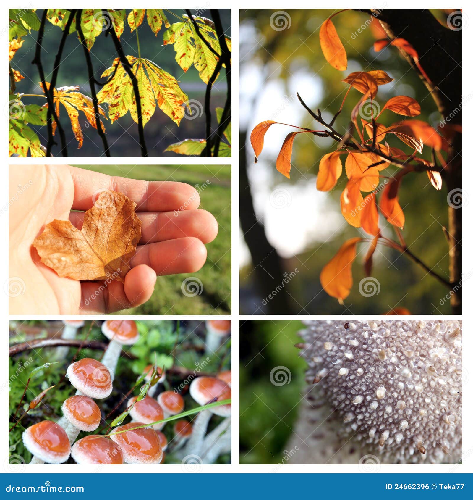 Autumn collage stock photo. Image of nature, mushrooms - 24662396
