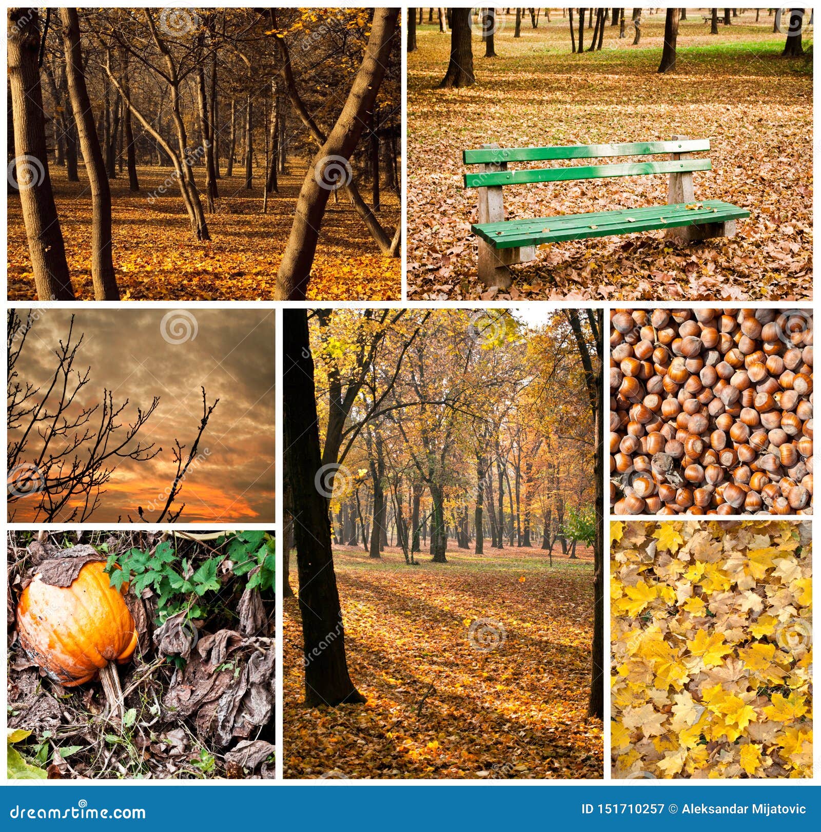 Autumn collage stock image. Image of fodder, roll, berries - 151710257