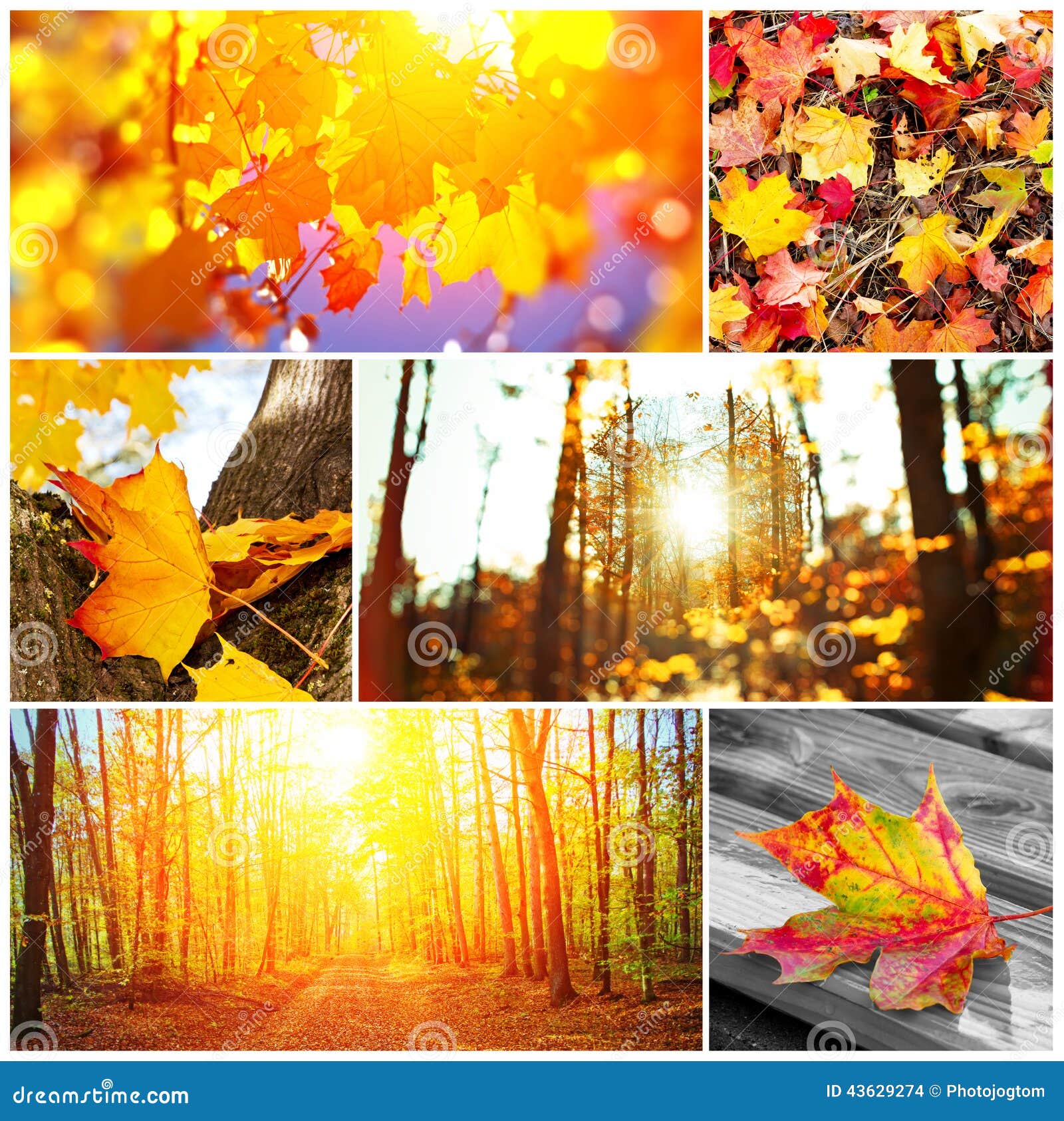 Autumn collage stock photo. Image of beautiful, bright - 43629274