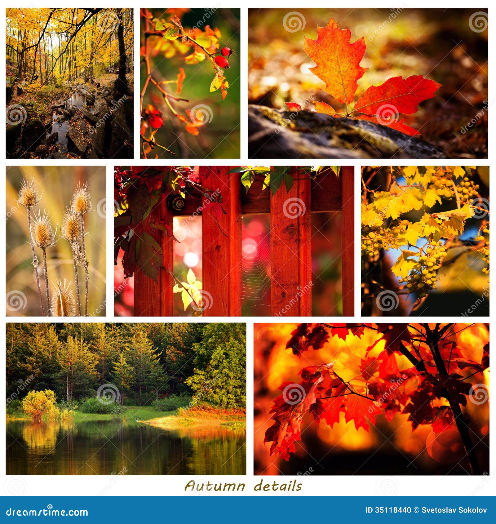 Autumn collage stock photo. Image of natural, forest - 35118440