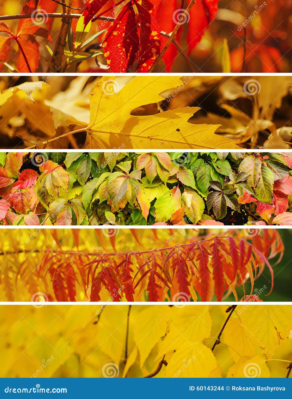 Autumn collection stock photo. Image of light, color - 60143244