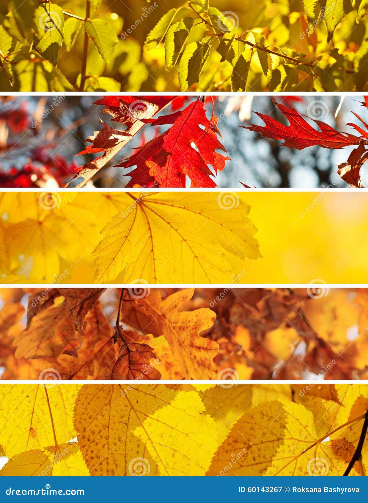 Autumn collection stock image. Image of design, forest - 60143267