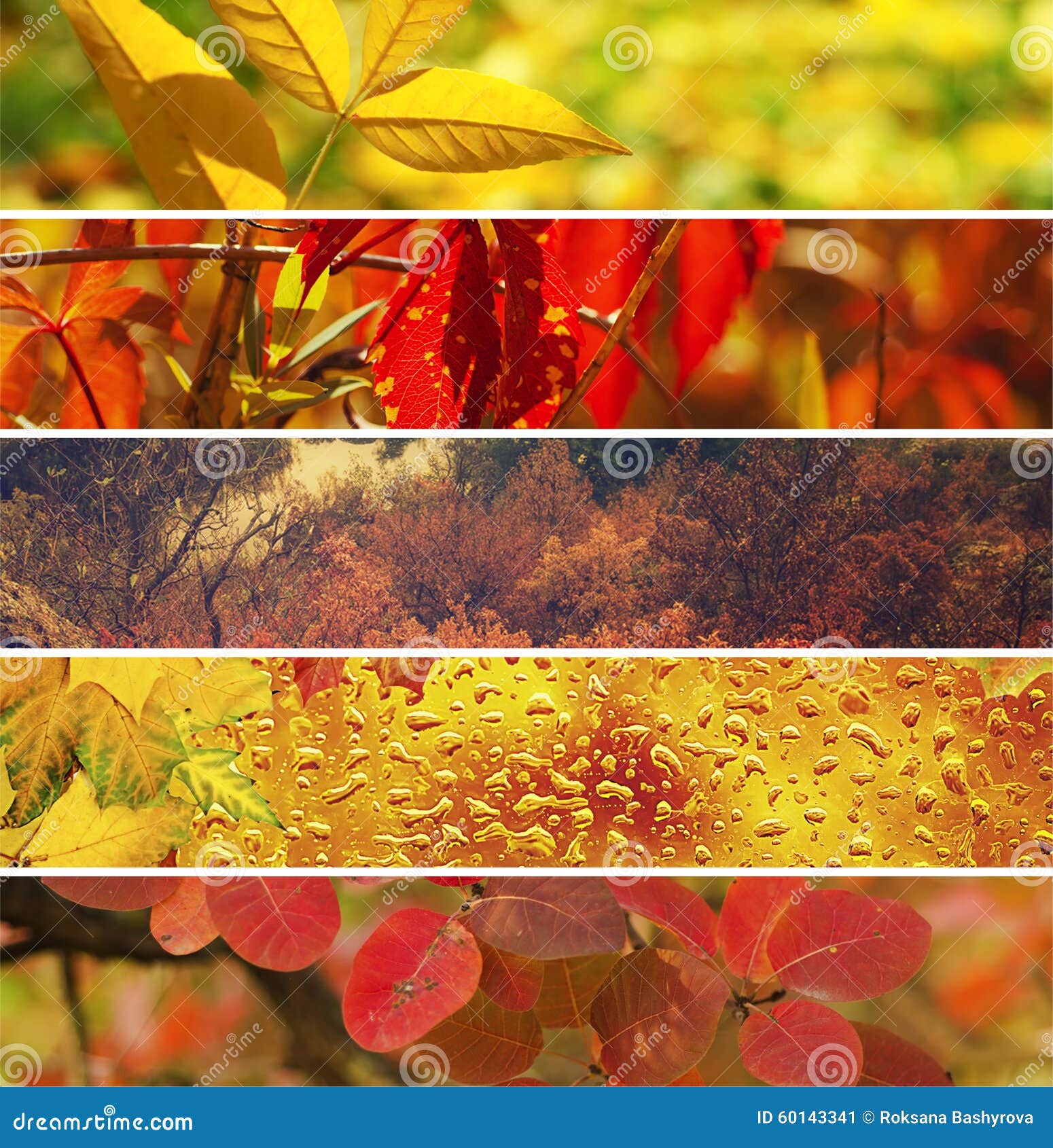 Autumn collection stock image. Image of macro, autumn - 60143341