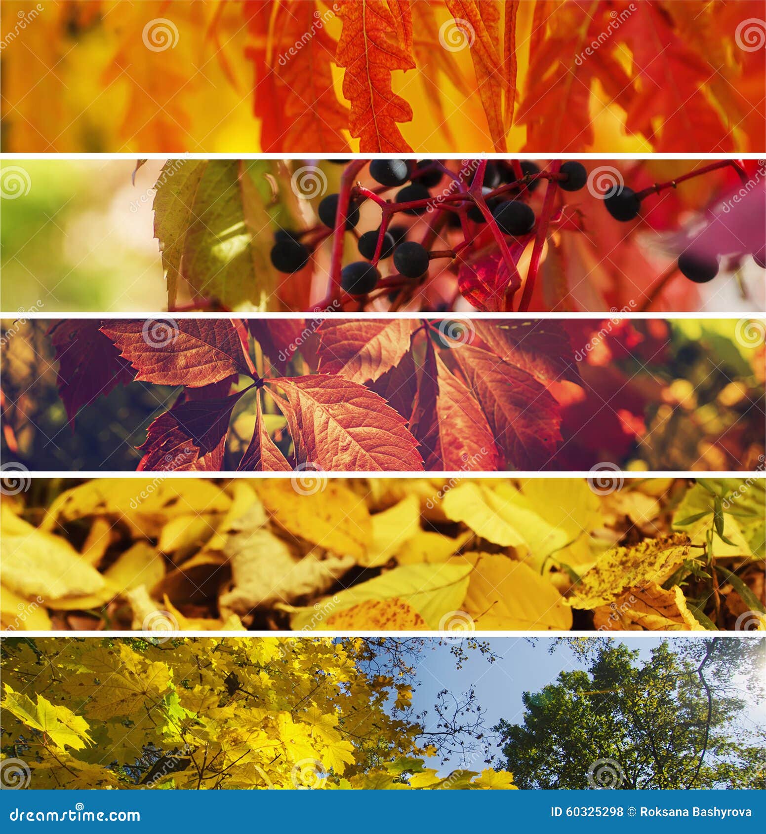 Autumn collection stock photo. Image of abstract, carpet - 60325298