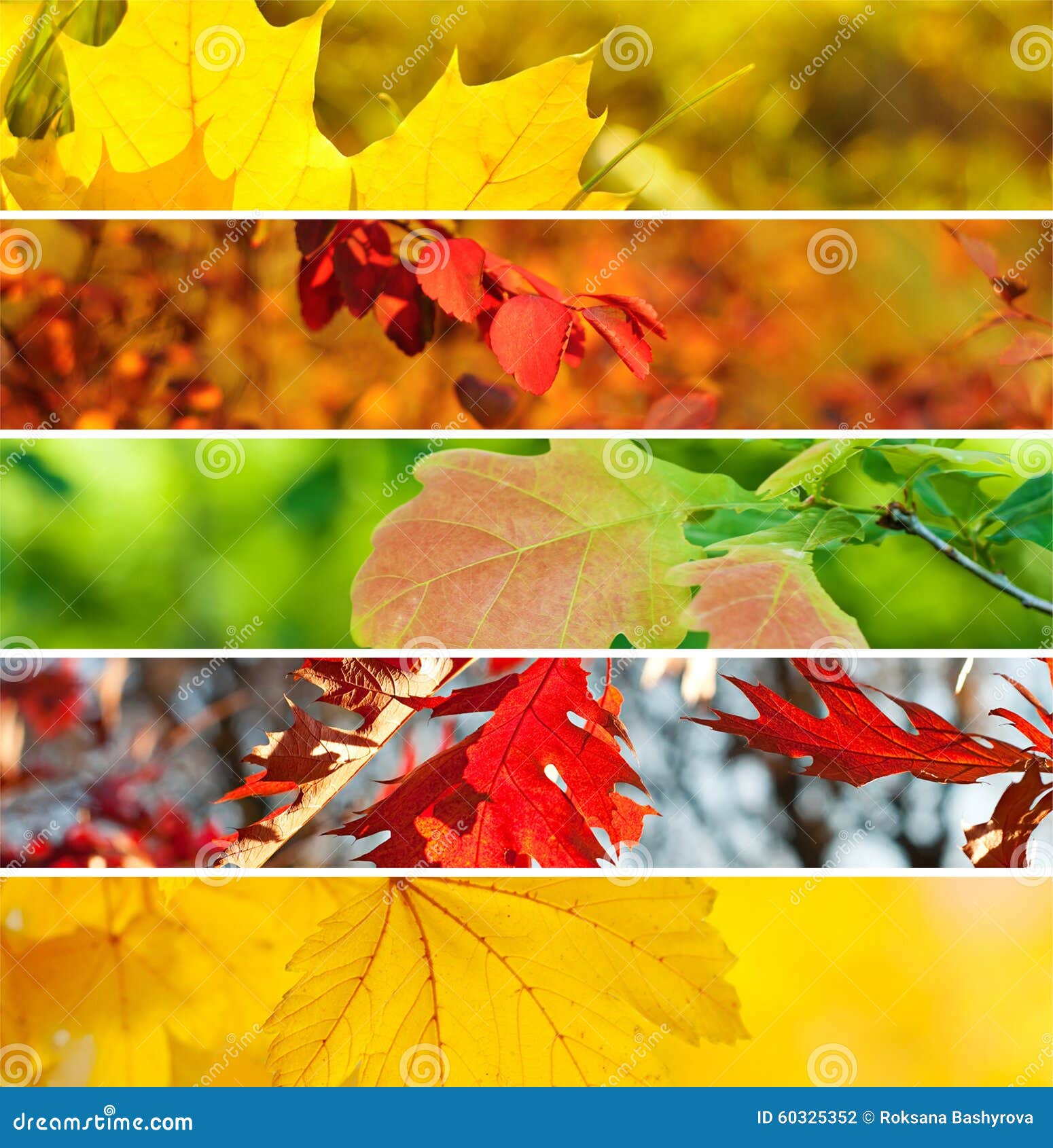 Autumn collection stock photo. Image of bright, autumnal - 60325352