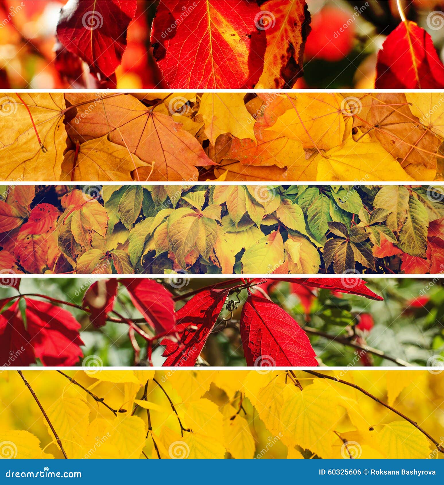 Autumn collection stock photo. Image of lush, abstract - 60325606