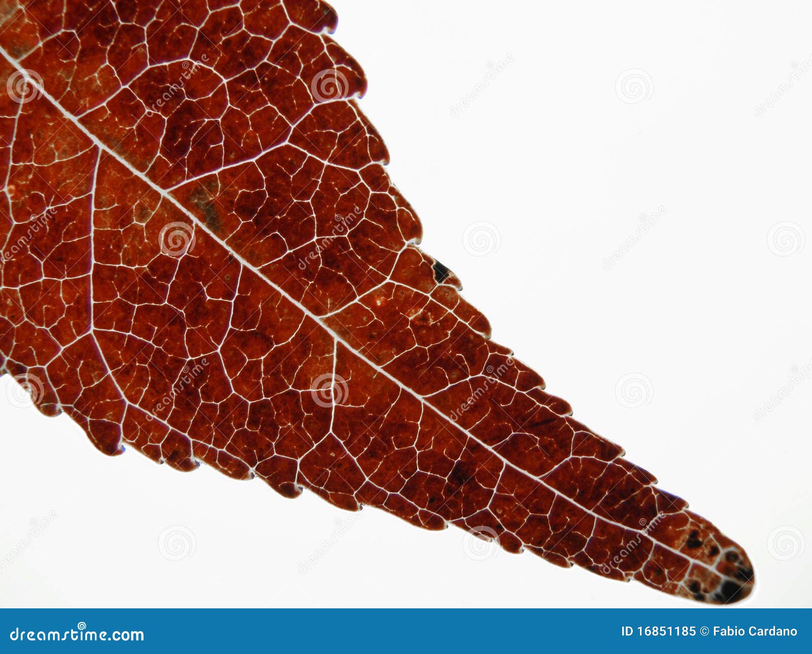 Autumn color stock image. Image of detail, nature, macro - 16851185