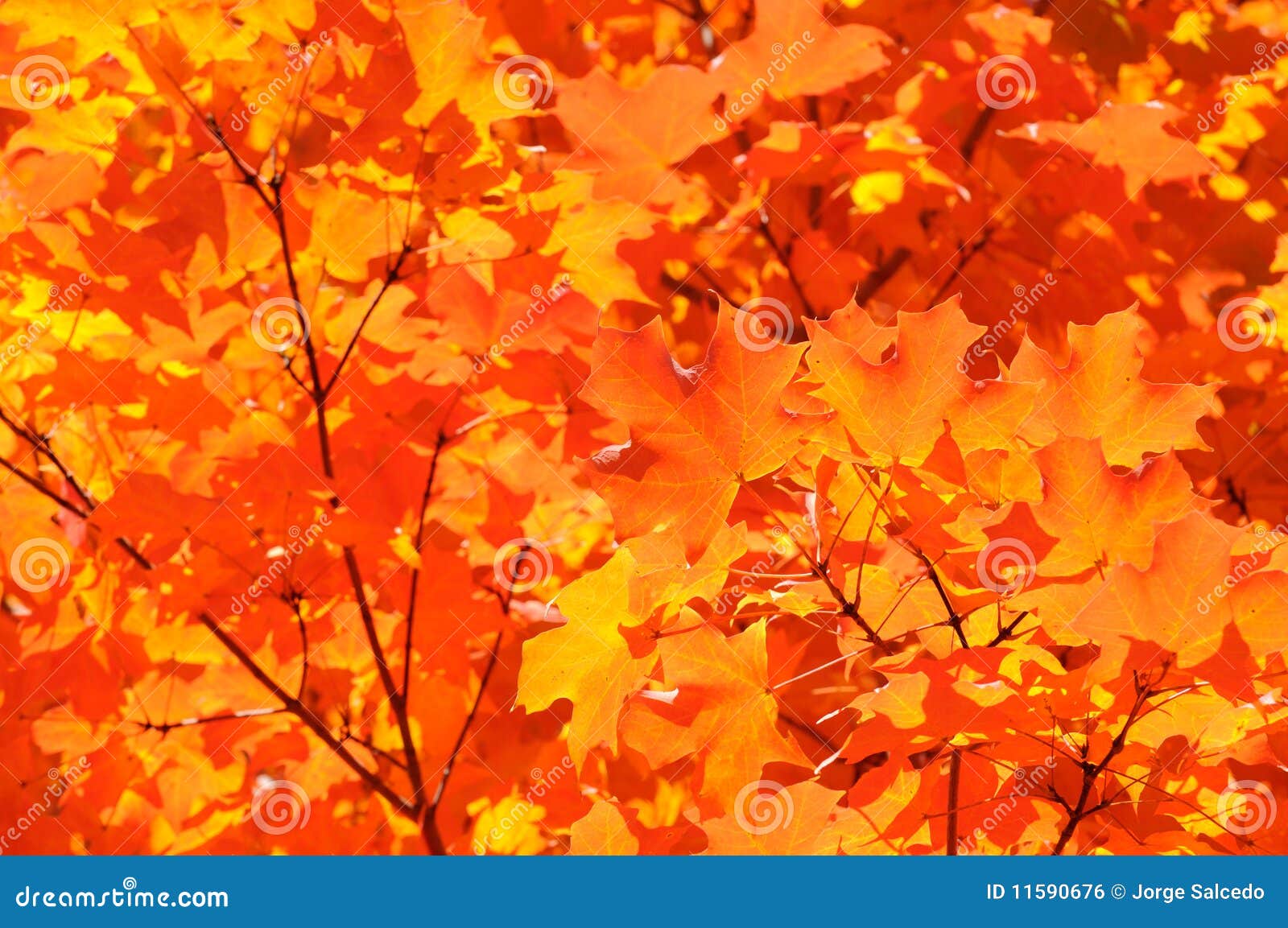 Autumn Color Background stock photo. Image of october - 11590676