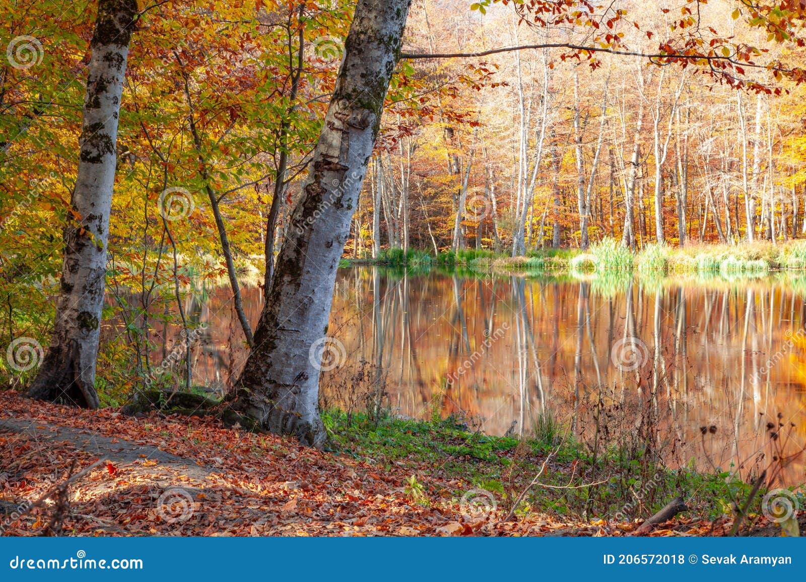 Autumn Color Forest with Lake Stock Photo - Image of lake, autumn ...