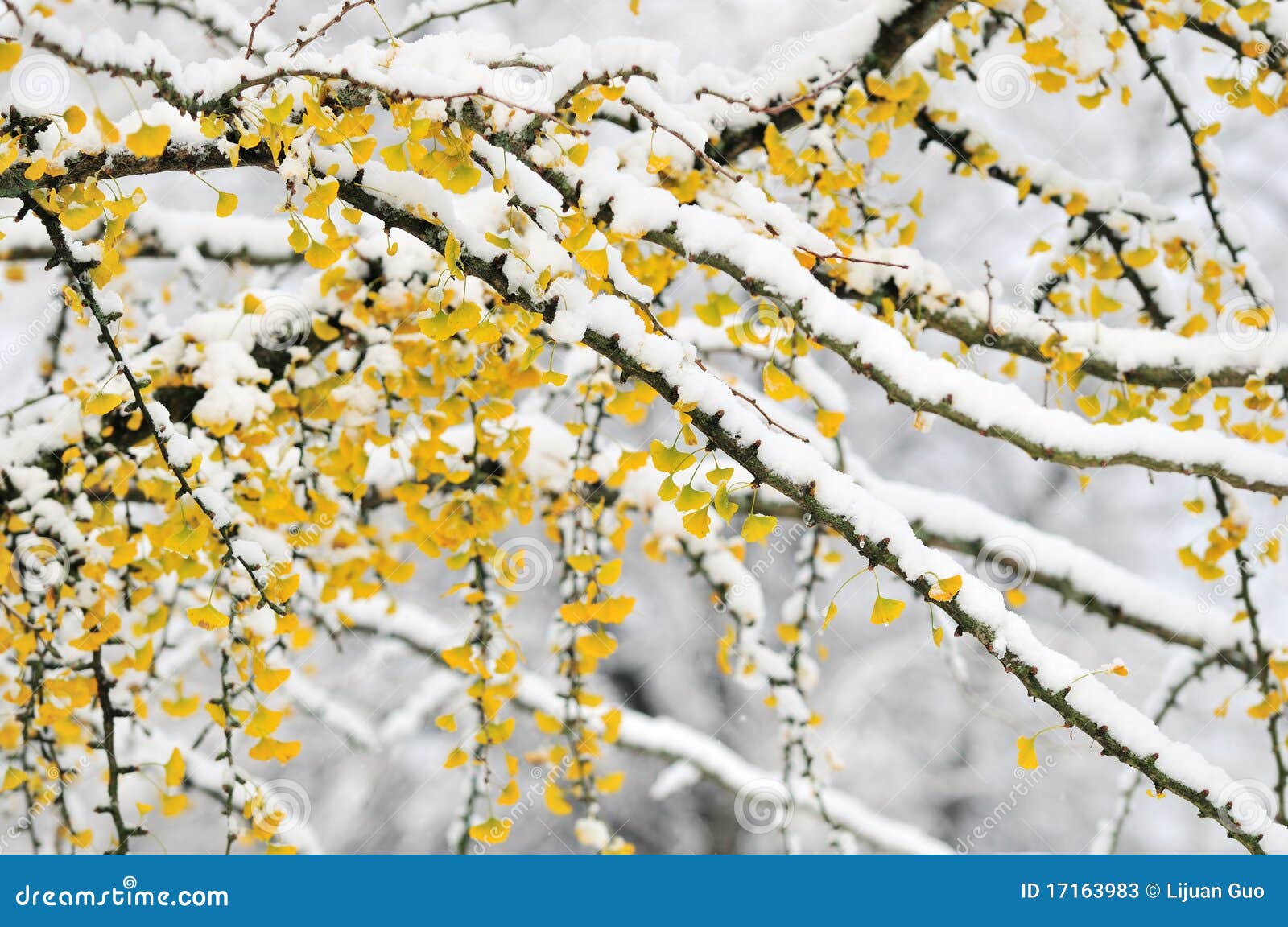 Autumn Color Ginkgo Tree Branches with Snow Stock Image - Image of ...