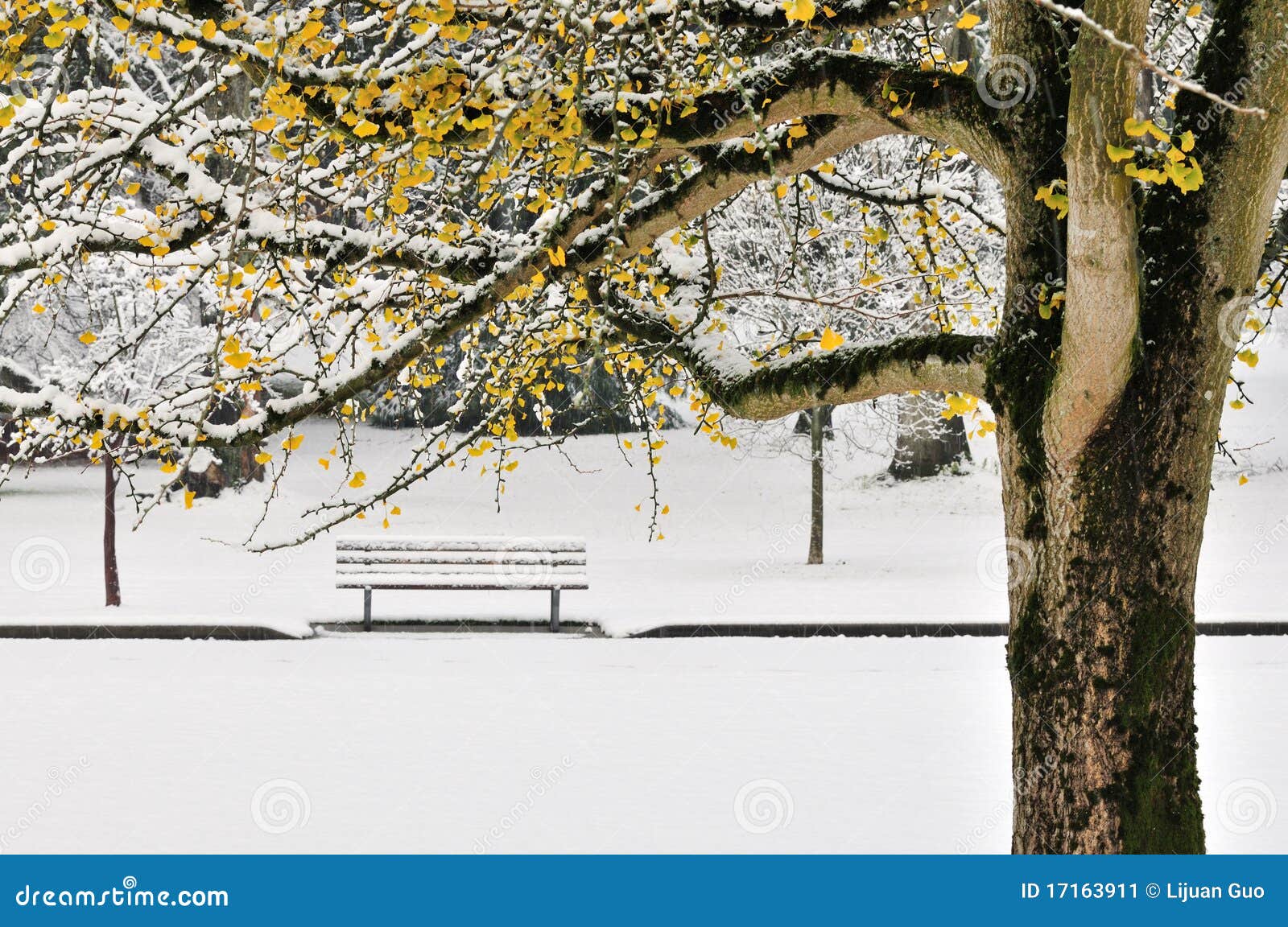 Autumn Color Ginkgo Tree with First Winter Snow Stock Image - Image of ...