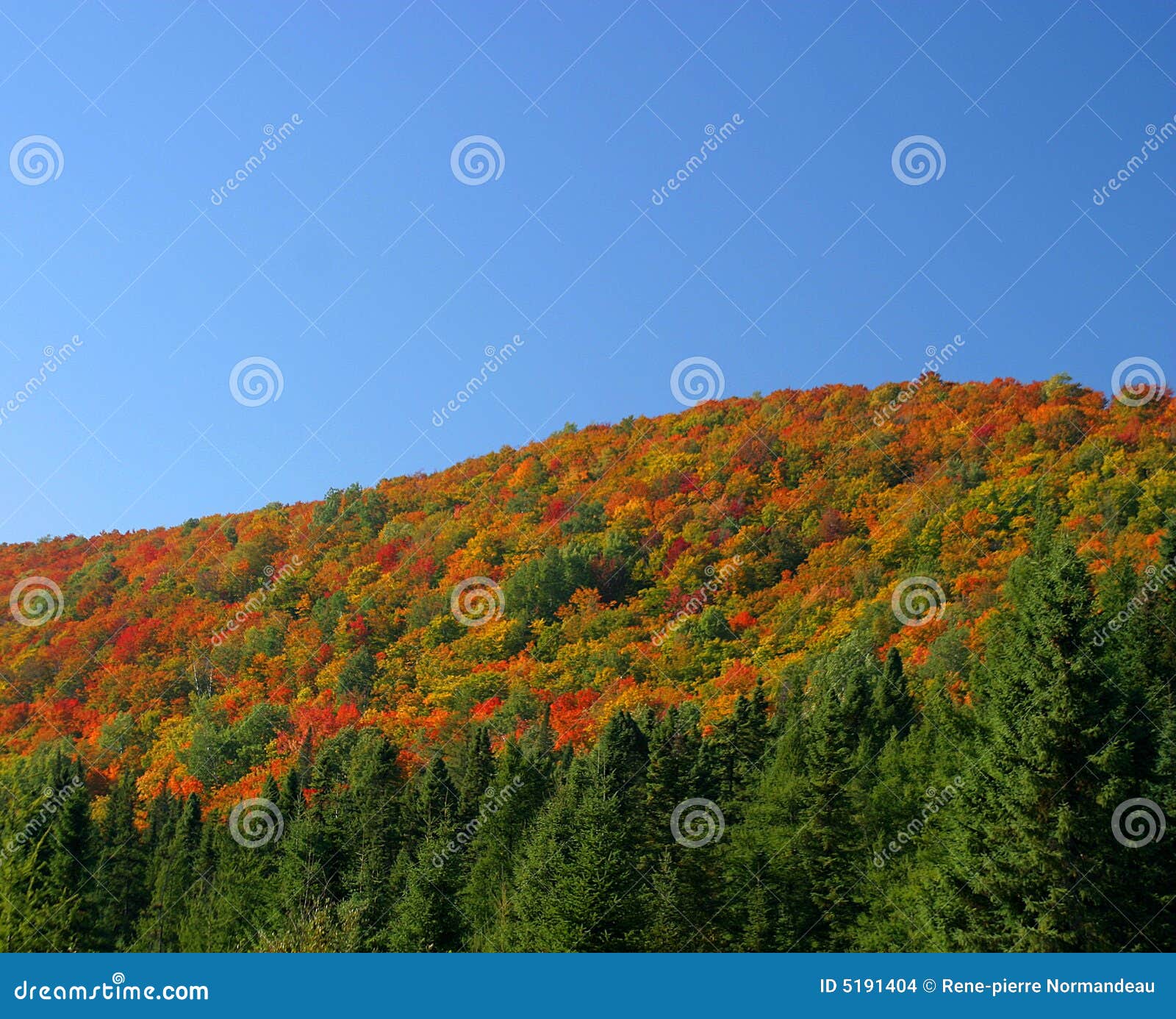 Autumn Color Hill and Trees Stock Photo - Image of blue, laurentians ...