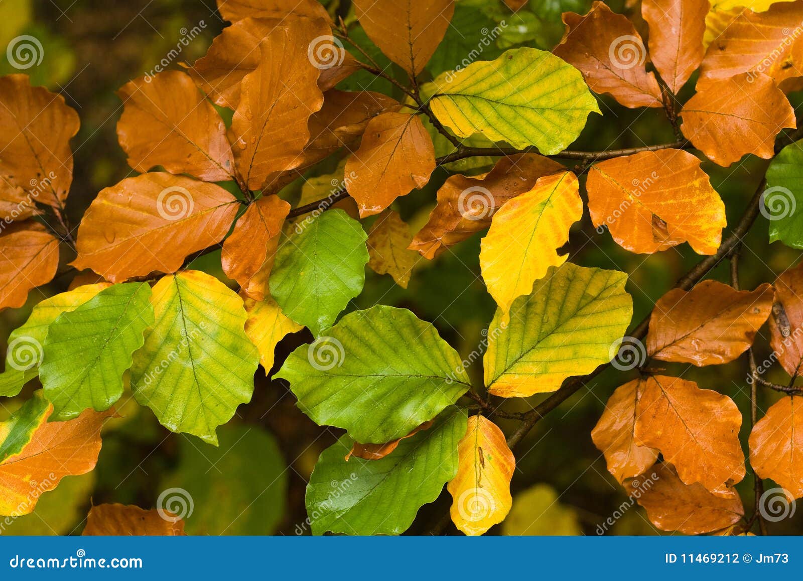 Autumn color leaves stock photo. Image of aging, pattern - 11469212