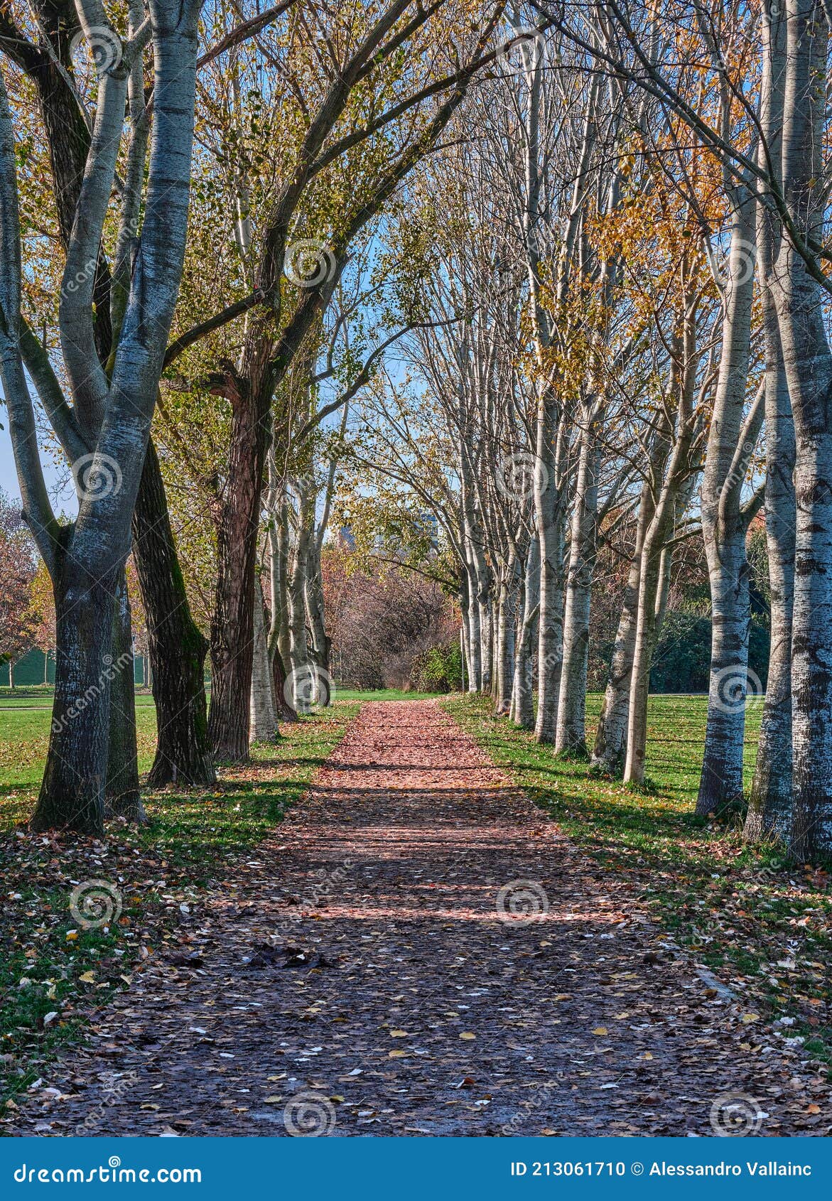 Autumn Color Way with Trees - Solitude Concept Stock Photo - Image of ...