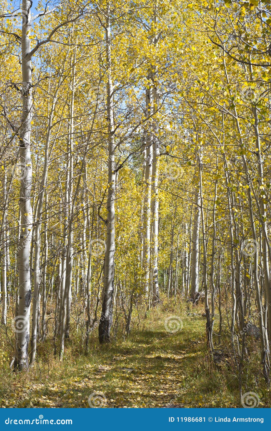 Autumn Color in Western Colorado Stock Image - Image of woods, foliage ...