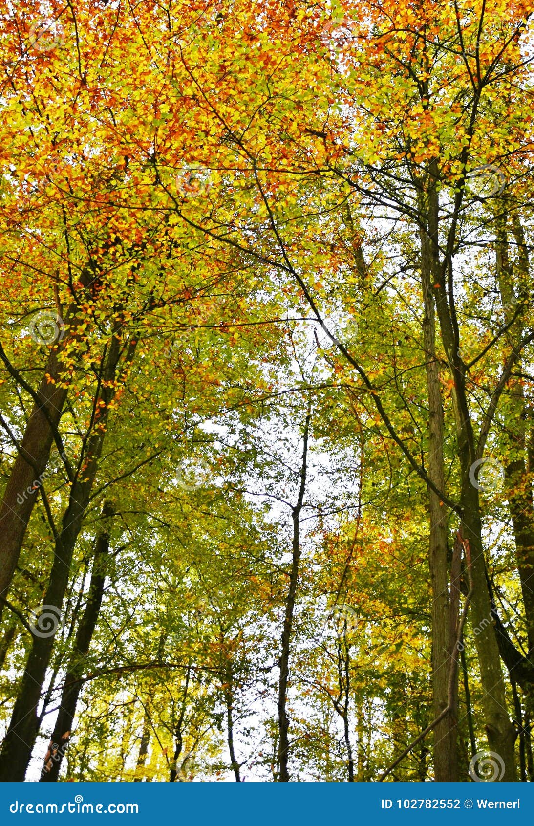 Autumn colored beech trees stock photo. Image of background - 102782552