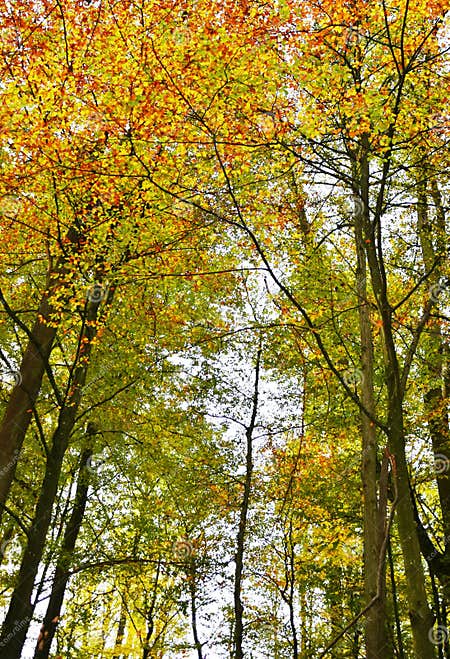 Autumn colored beech trees stock photo. Image of background - 102782552