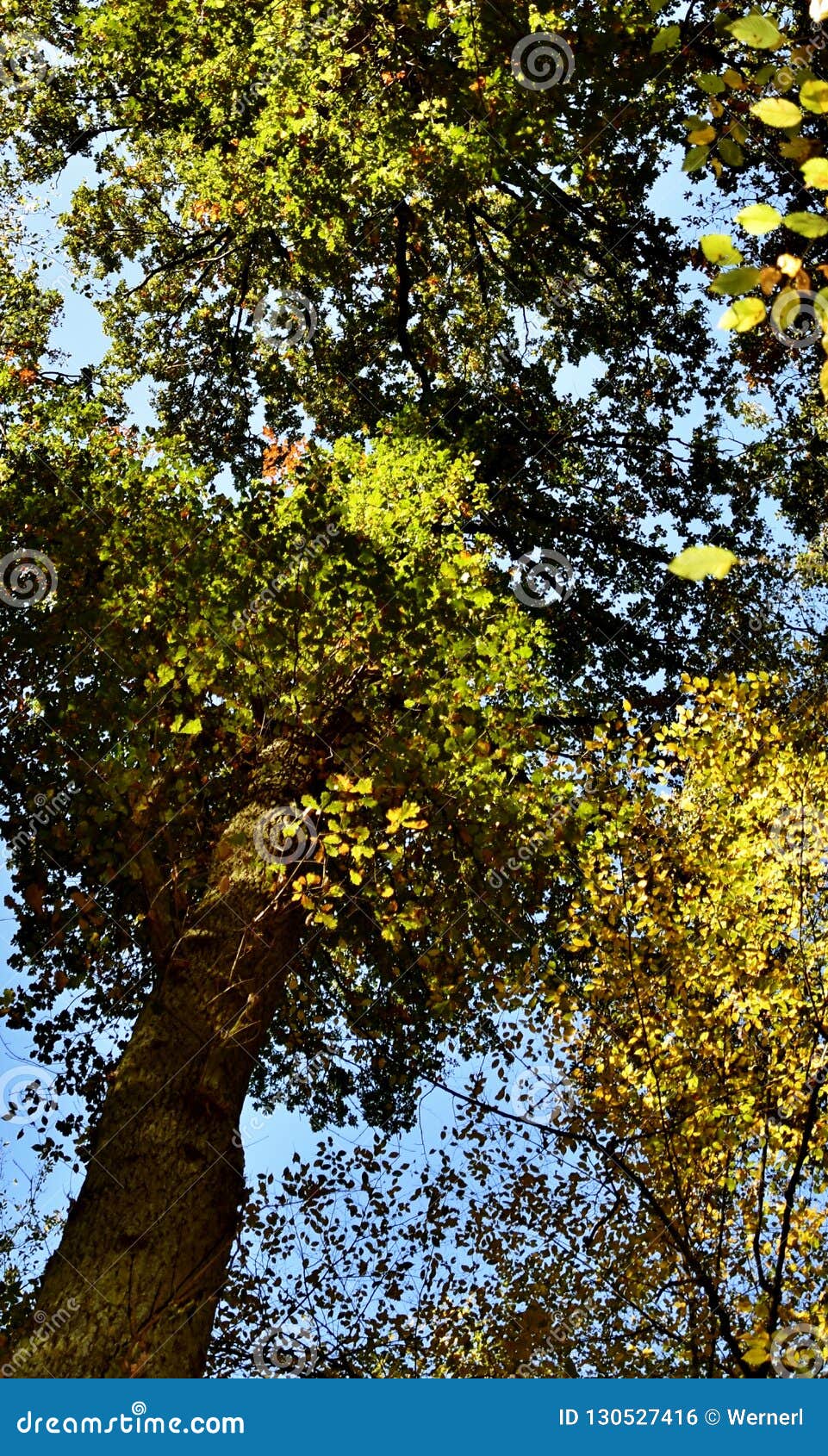 Autumn colored beech trees stock photo. Image of light - 130527416