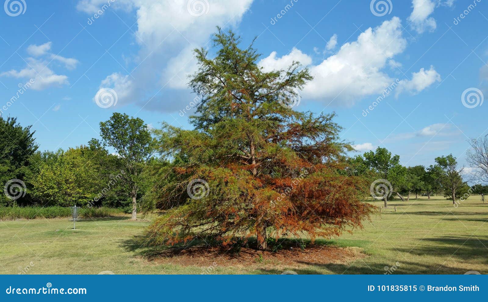 Autumn Colored Cedar Tree stock afbeelding. Image of geïsoleerd - 101835815