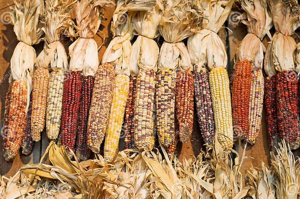 Autumn colored corn stock photo. Image of coloured, colour - 11433558