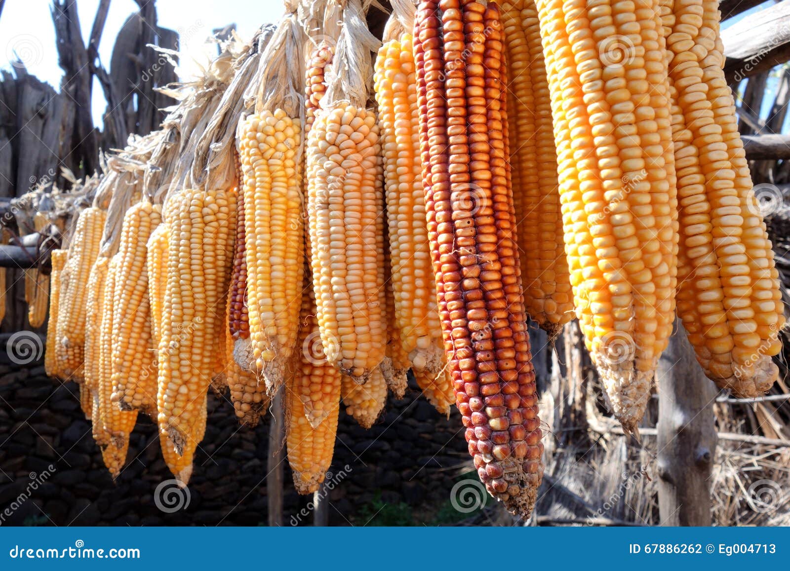 Autumn colored corn stock photo. Image of decorate, colors - 67886262