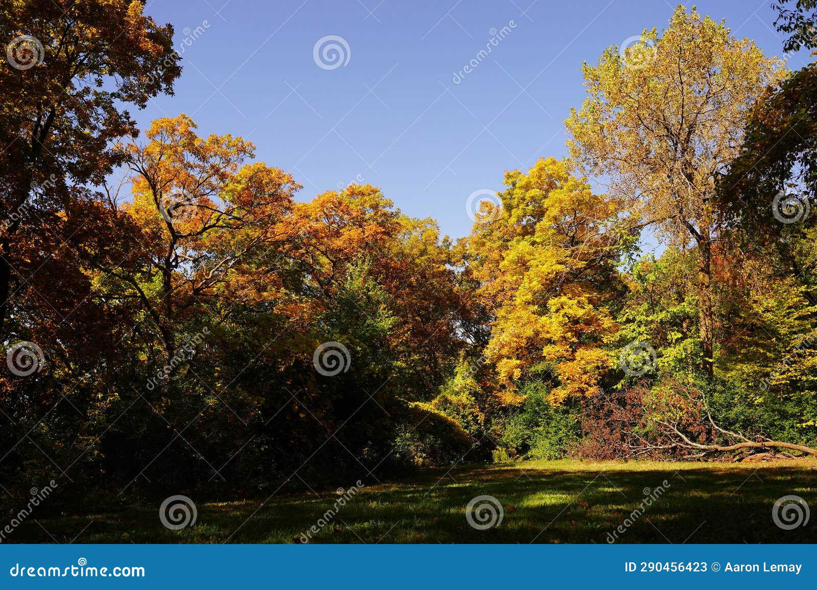 Autumn Colored Forest Trees during October on a Walking Path Stock ...