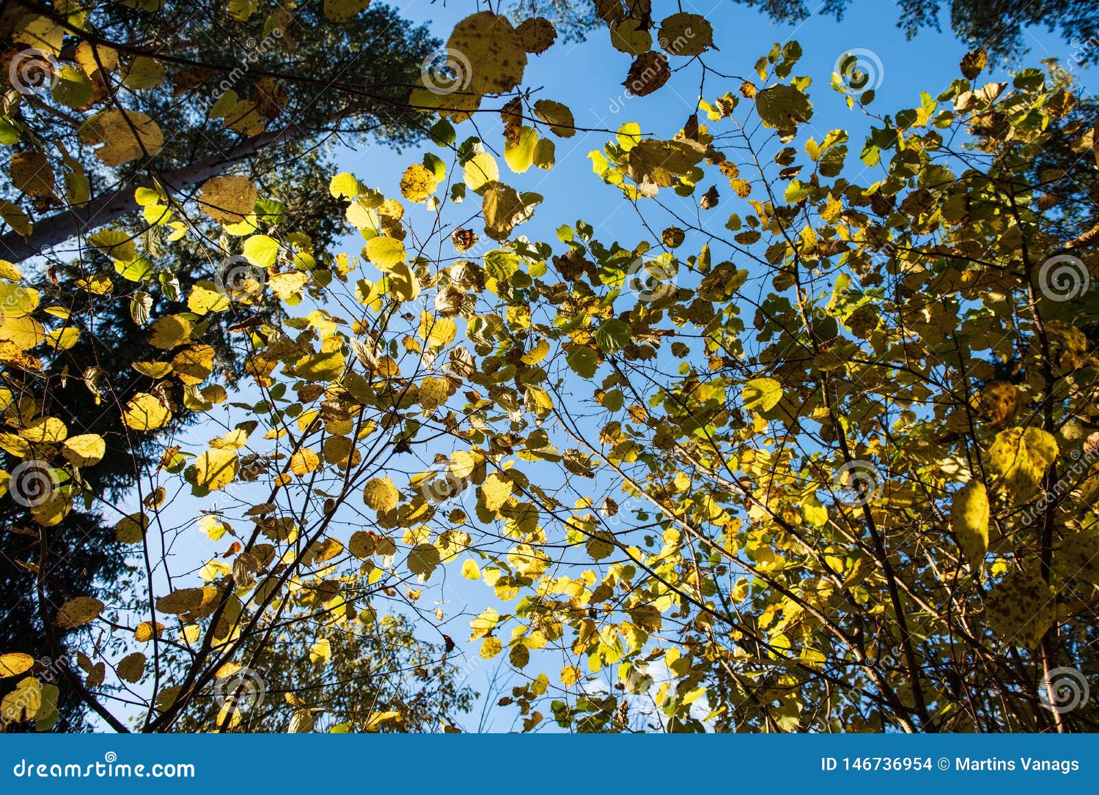 Autumn Colored Golden Tree Leaves in Nature in Sunny Day Stock Photo ...