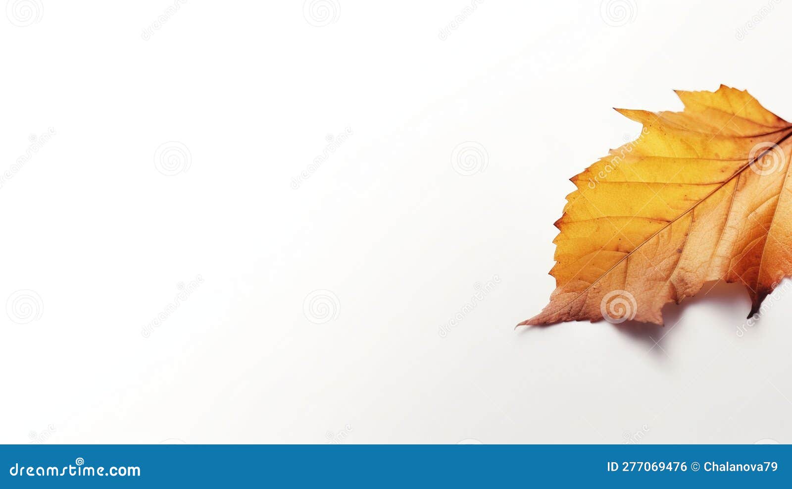 Autumn Colored Leaf on White Background with Empty Space Copy. Banner ...