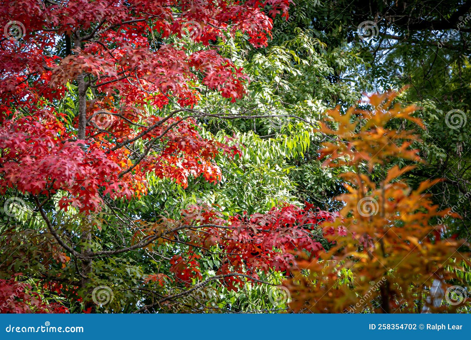 Autumn Colored Leaves on Several Trees Stock Photo - Image of timber ...