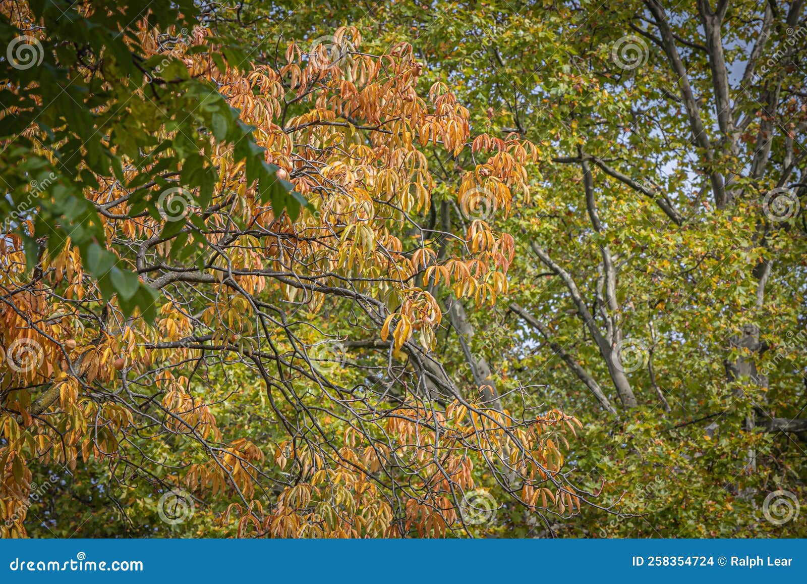 Autumn Colored Leaves on Several Trees Stock Photo - Image of colors ...
