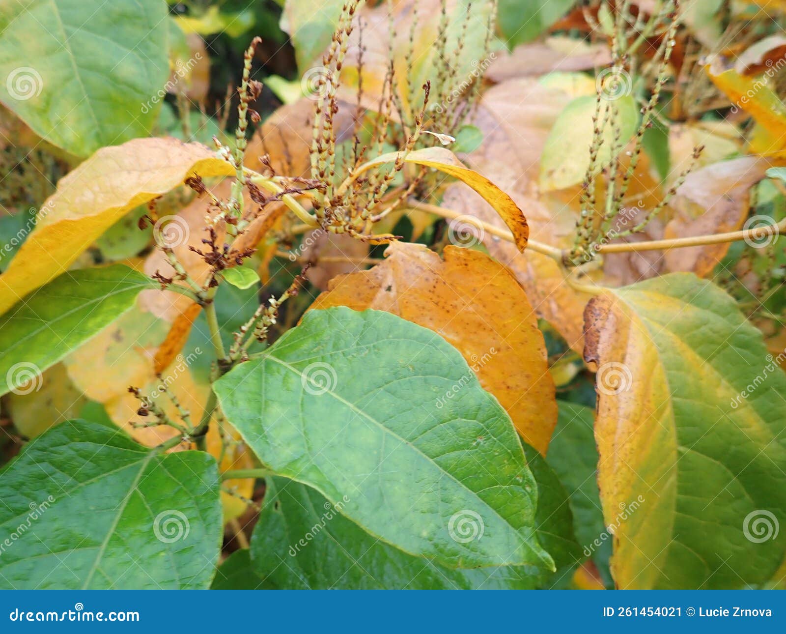 Autumn Colored Leaves on a Tree Branch Stock Image - Image of fragile ...
