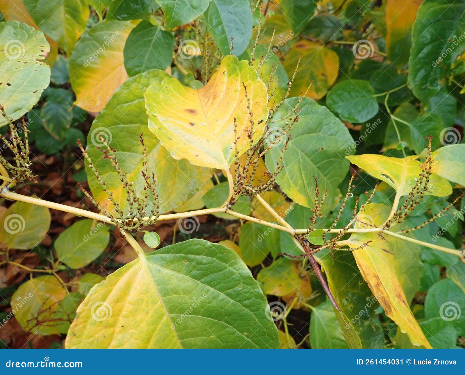 Autumn Colored Leaves on a Tree Branch Stock Image - Image of decorate ...