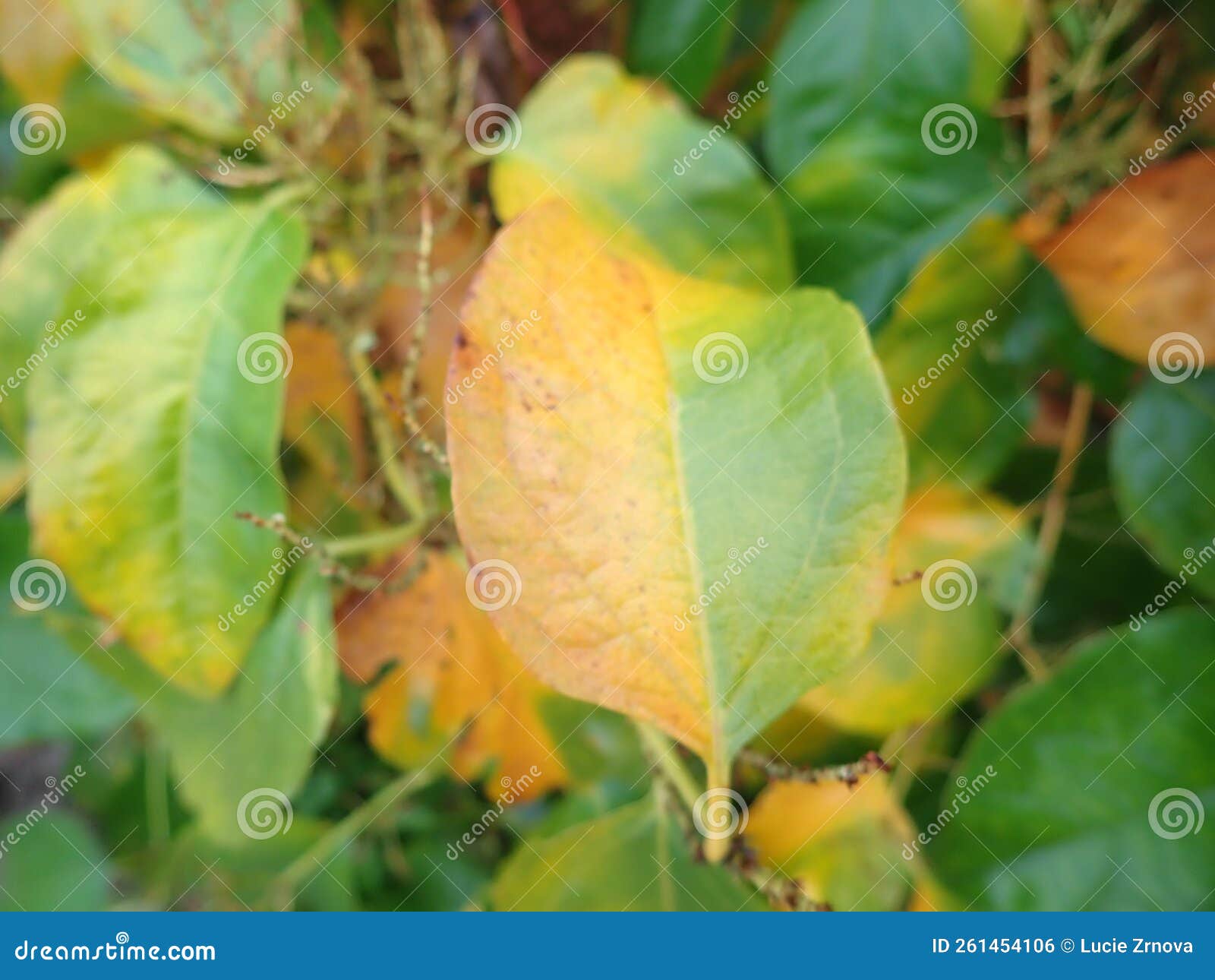 Autumn Colored Leaves on a Tree Branch Stock Photo - Image of magical ...