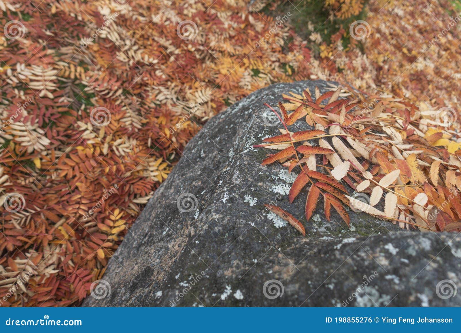 Autumn Colored Maple Leaf on Rock Stock Photo - Image of multicolored ...