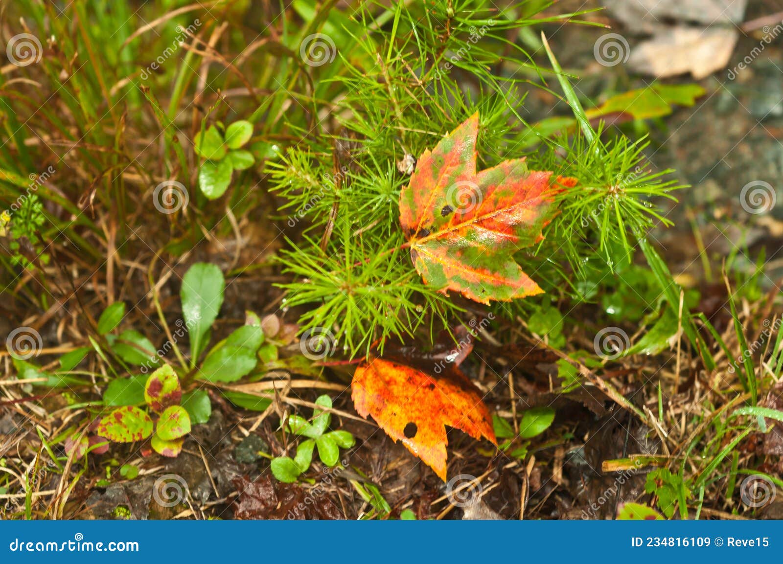 Autumn Colored, Maple Leafs, Falling on a Tiny Pine Tree Stock Image ...