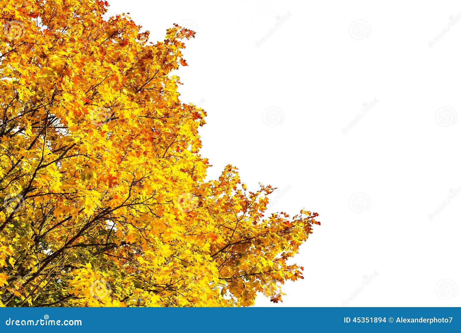 Autumn Colored Maple Tree Branches on White Stock Photo - Image of ...