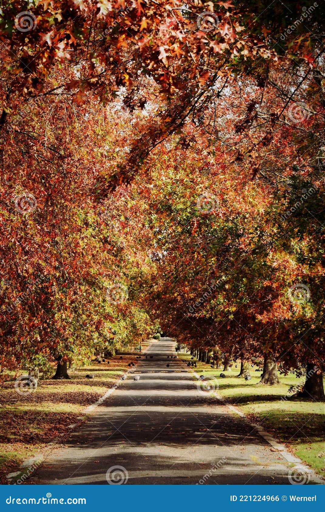 Autumn colored Pin Oaks stock photo. Image of quercus - 221224966