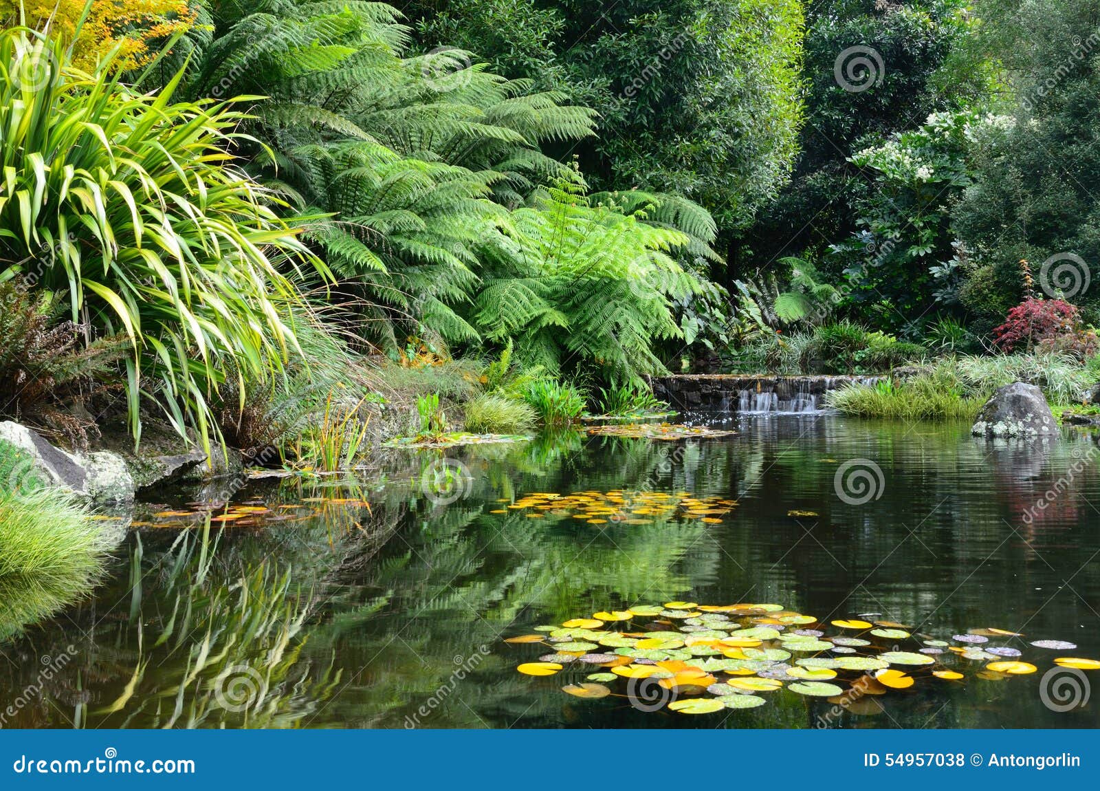 Autumn colored pond stock photo. Image of park, landscape - 54957038