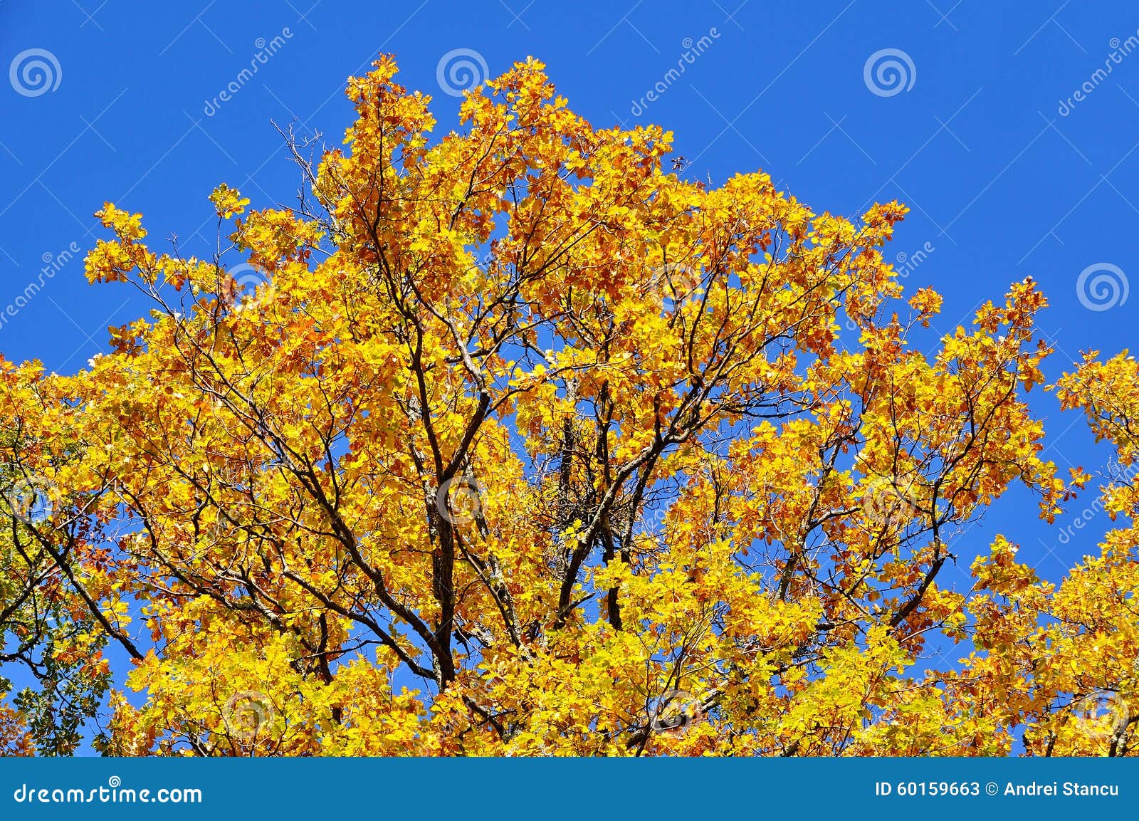 Autumn colored tree stock image. Image of nature, foliage - 60159663