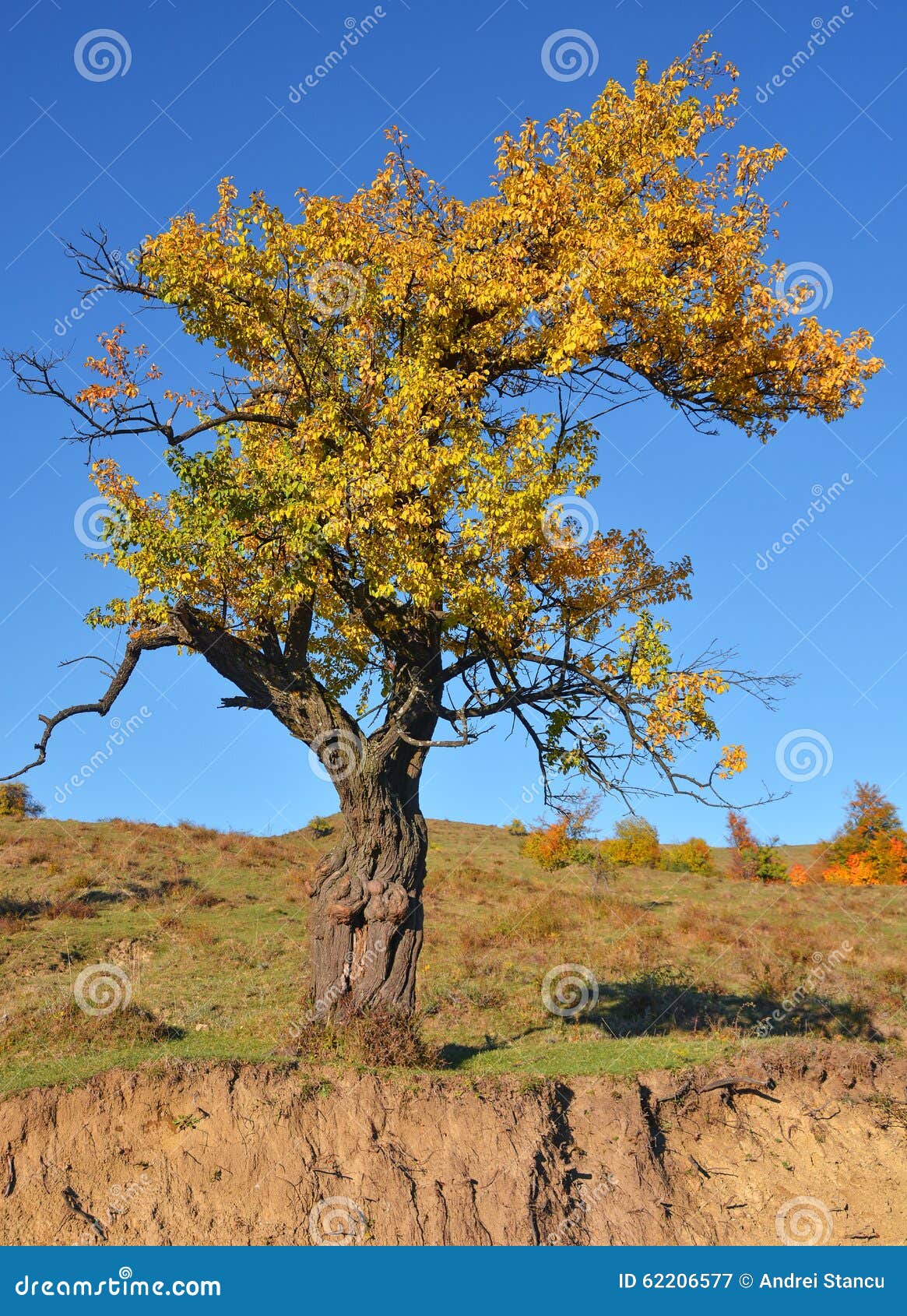 Autumn colored tree stock image. Image of outdoor, fall - 62206577