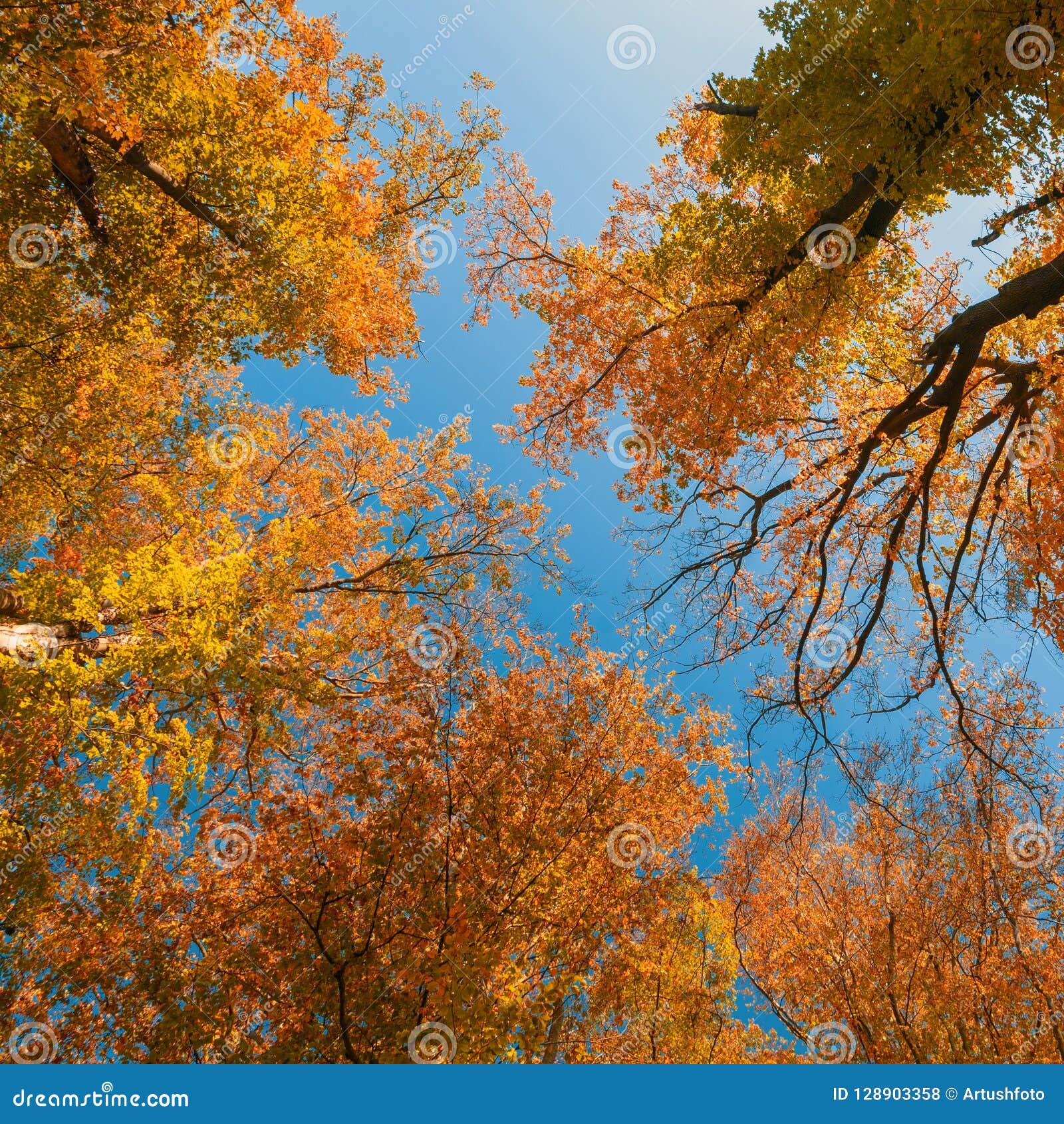 Autumn Colored Tree Top in Fall Season Stock Photo - Image of autumn ...