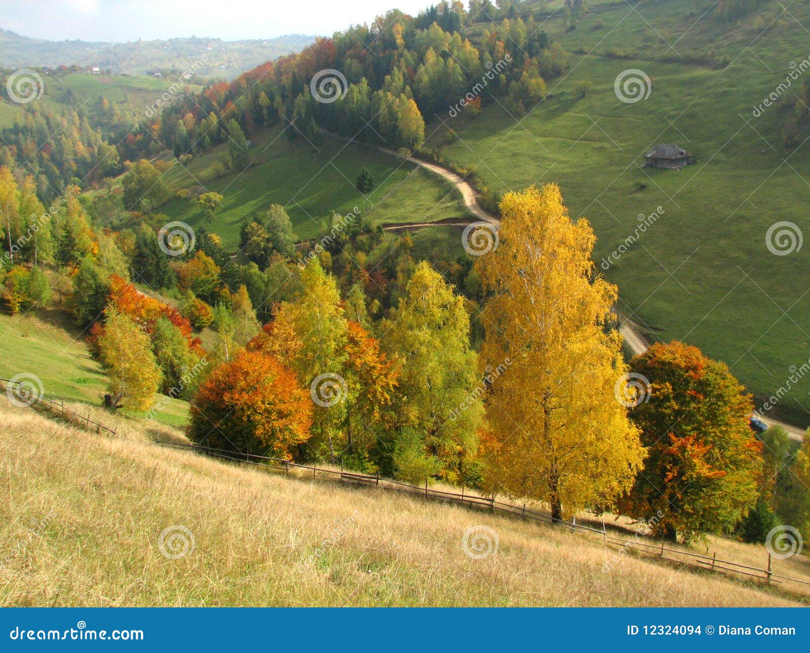 Autumn colored trees stock photo. Image of trees, colors - 12324094